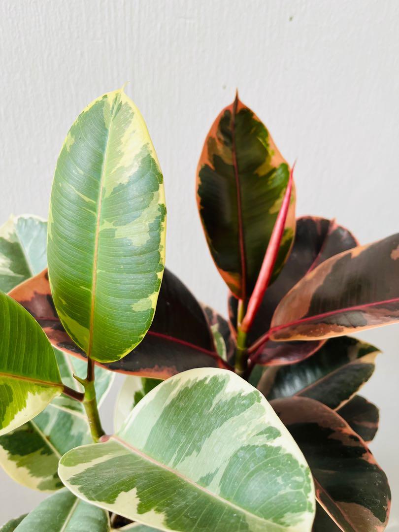 Variegated Rubber plants - Ficus Elastica Tineke and Ruby - air ...
