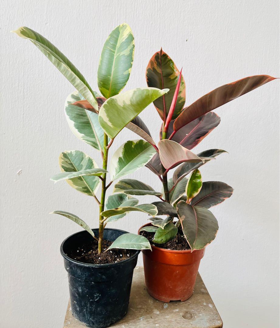 Variegated Rubber plants - Ficus Elastica Tineke and Ruby - air ...