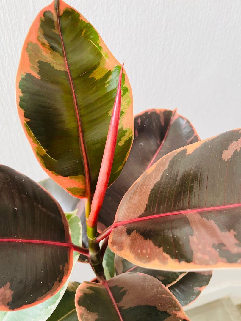 Variegated Rubber plants - Ficus Elastica Tineke and Ruby - air ...