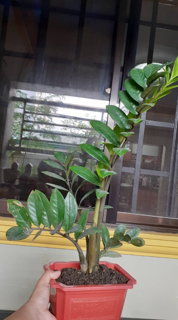 Welcome Plant with Pot (Live Plant), Furniture & Home Living, Gardening ...