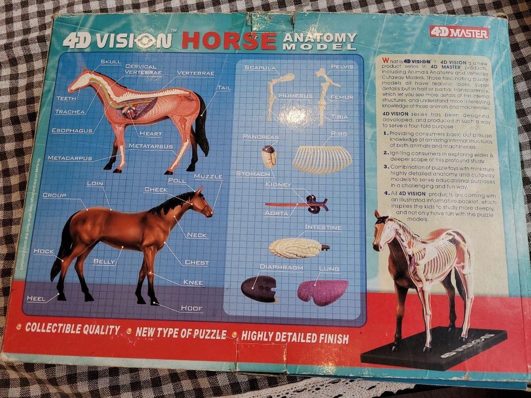 4D vision Horse Anatomy Model, Hobbies & Toys, Toys & Games on Carousell