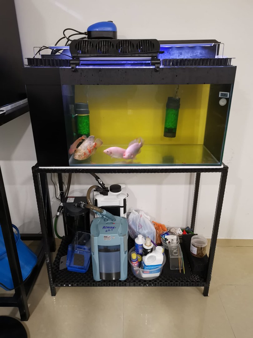 3ft x 2ft Fish Tank c/w 3pumps & stand, Pet Supplies, Homes & Other Pet ...