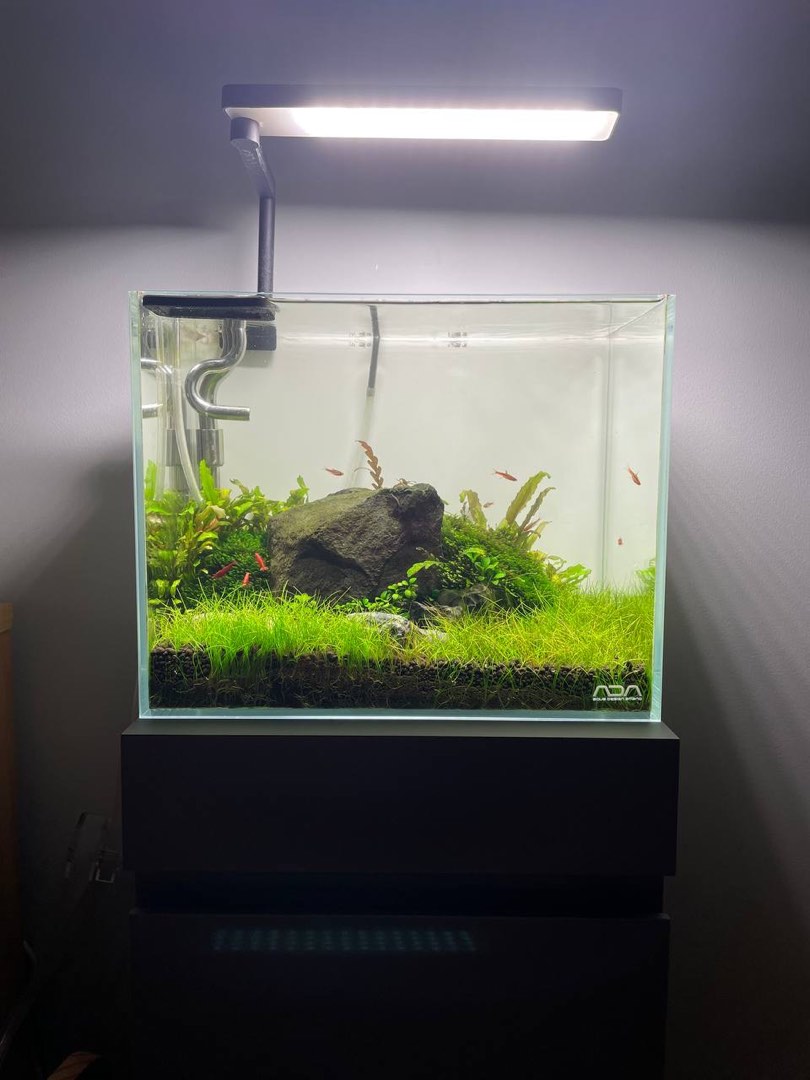 Ada mini M fully scaped and stocked, Pet Supplies, Homes & Other Pet ...