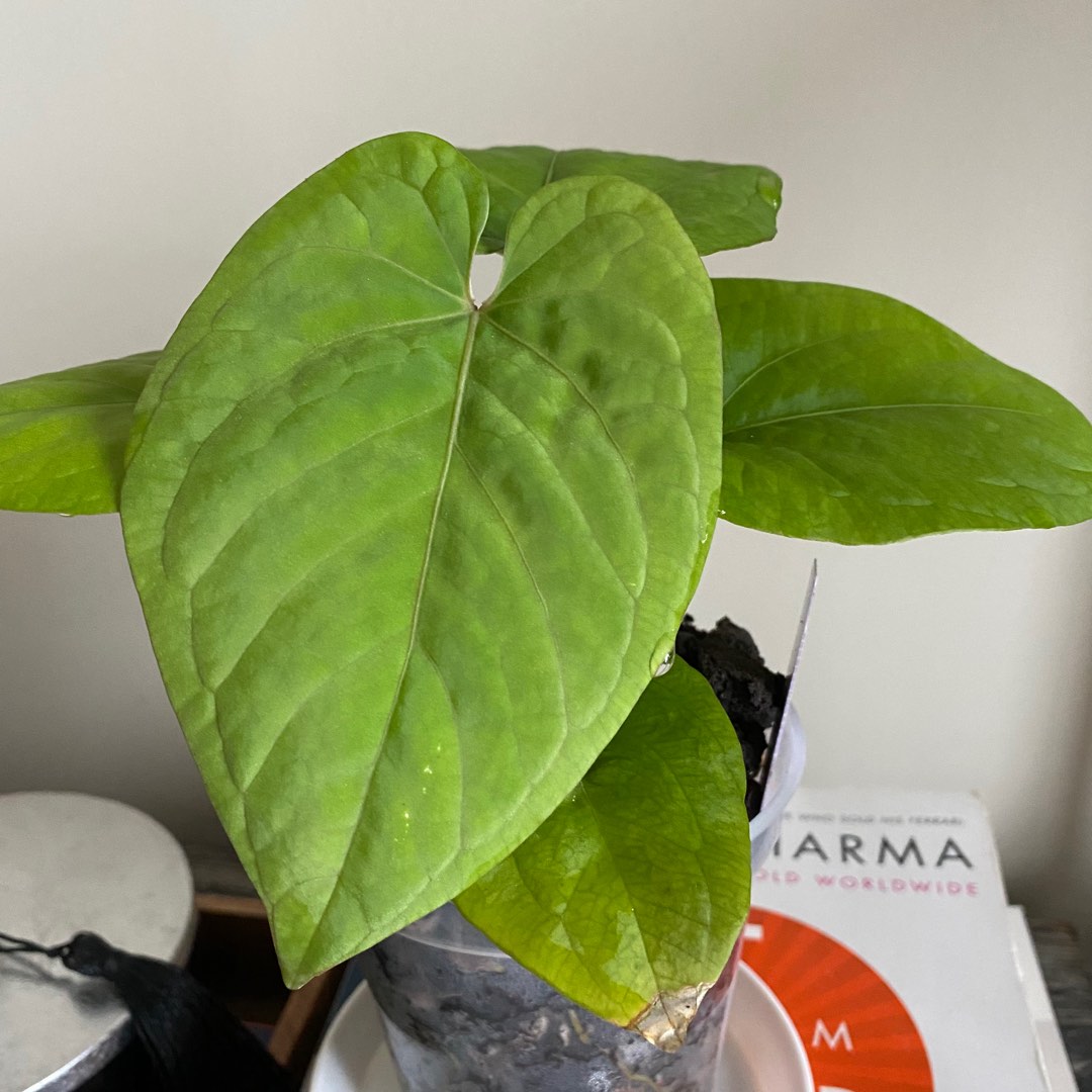 Anthurium Kunayalense, Furniture & Home Living, Gardening, Plants ...