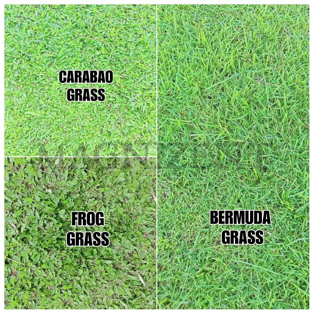 BERMUDA, FROG AND CARABAO GRASS, Furniture & Home Living, Gardening ...