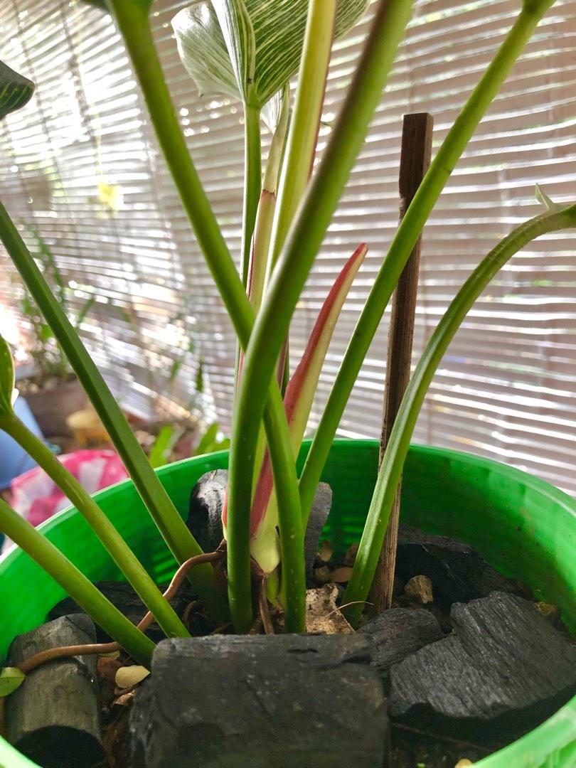 Birkin Plant Philodendron Birkin, Furniture & Home Living, Gardening ...