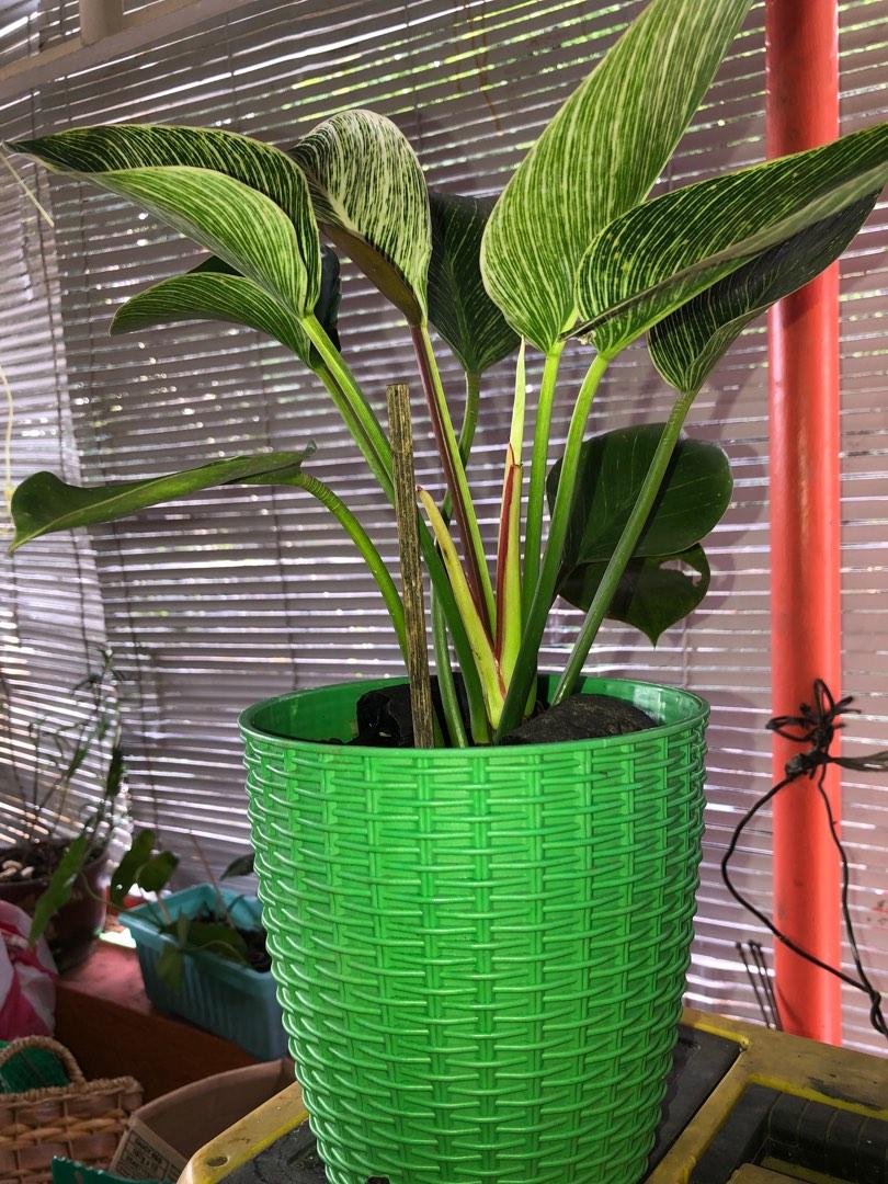Birkin Plant Philodendron Birkin, Furniture & Home Living, Gardening ...