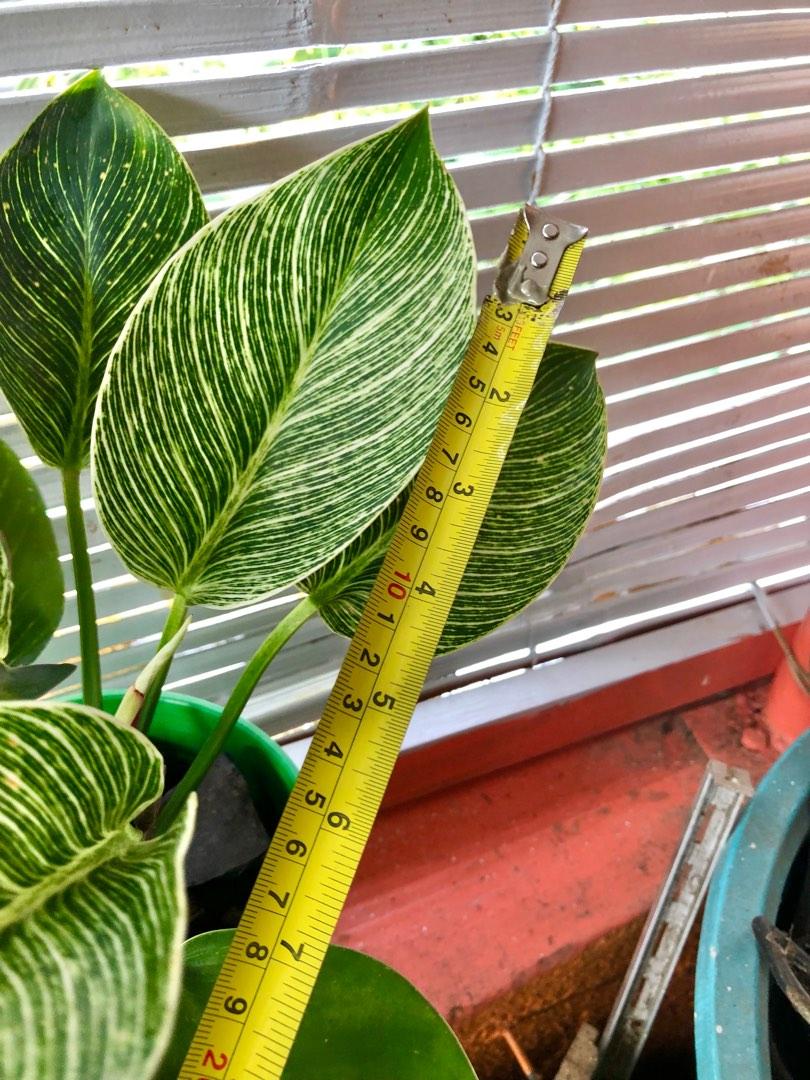 Birkin Plant Philodendron Birkin, Furniture & Home Living, Gardening ...