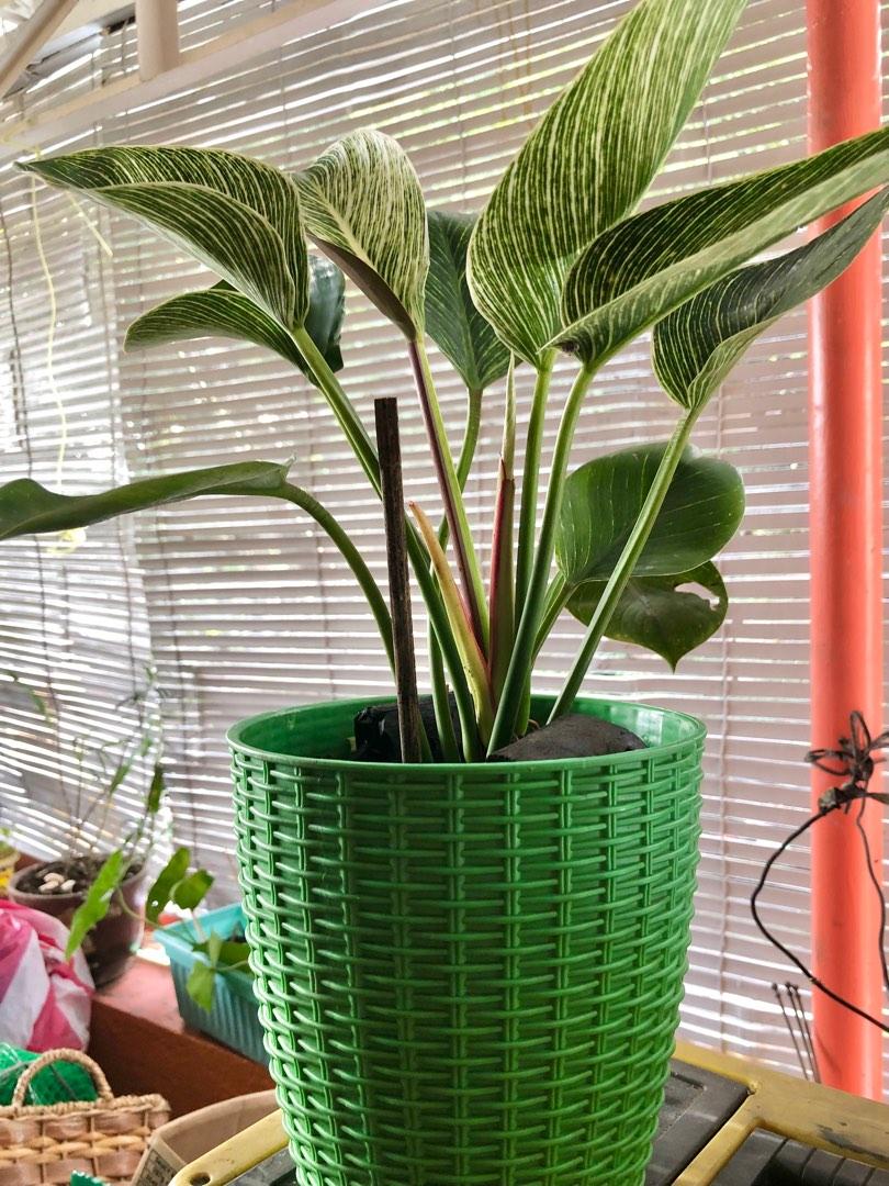 Birkin Plant Philodendron Birkin, Furniture & Home Living, Gardening ...