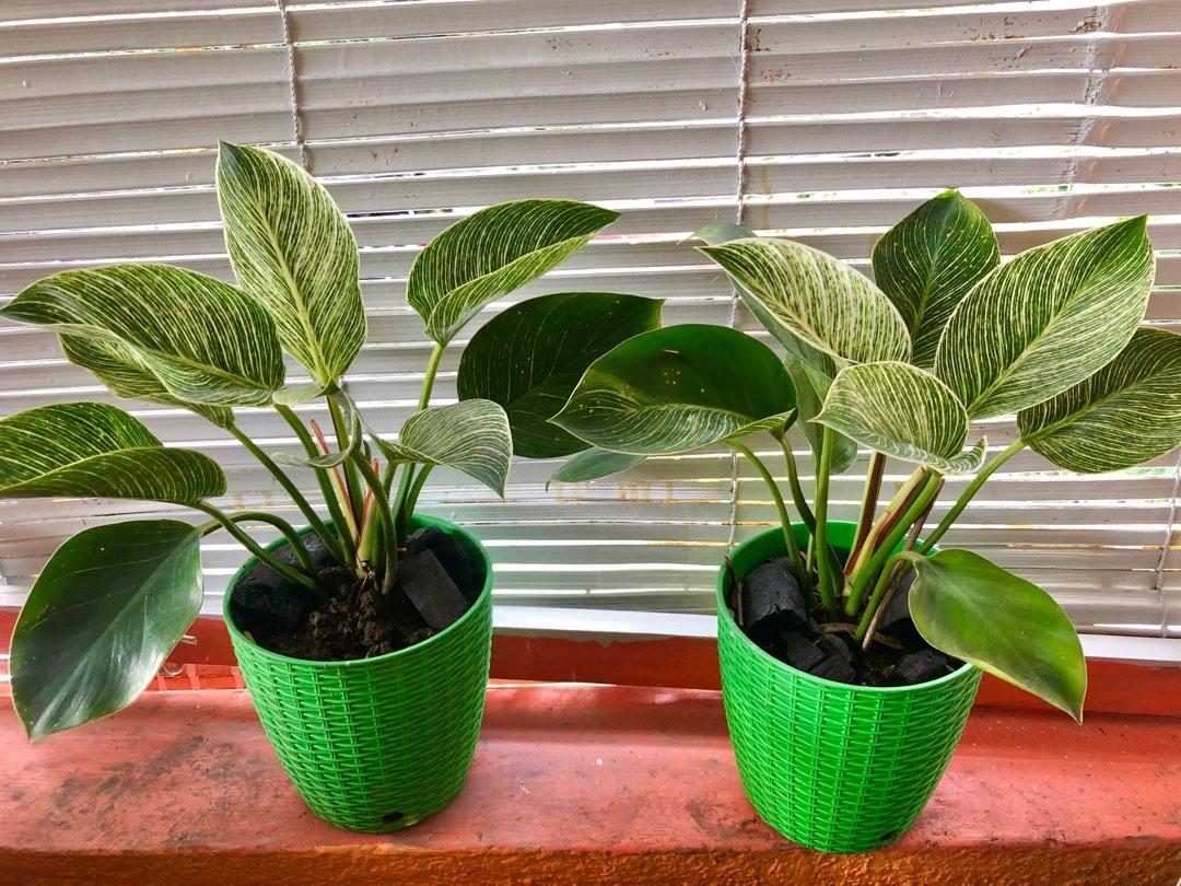 Birkin Plant Philodendron Birkin, Furniture & Home Living, Gardening ...