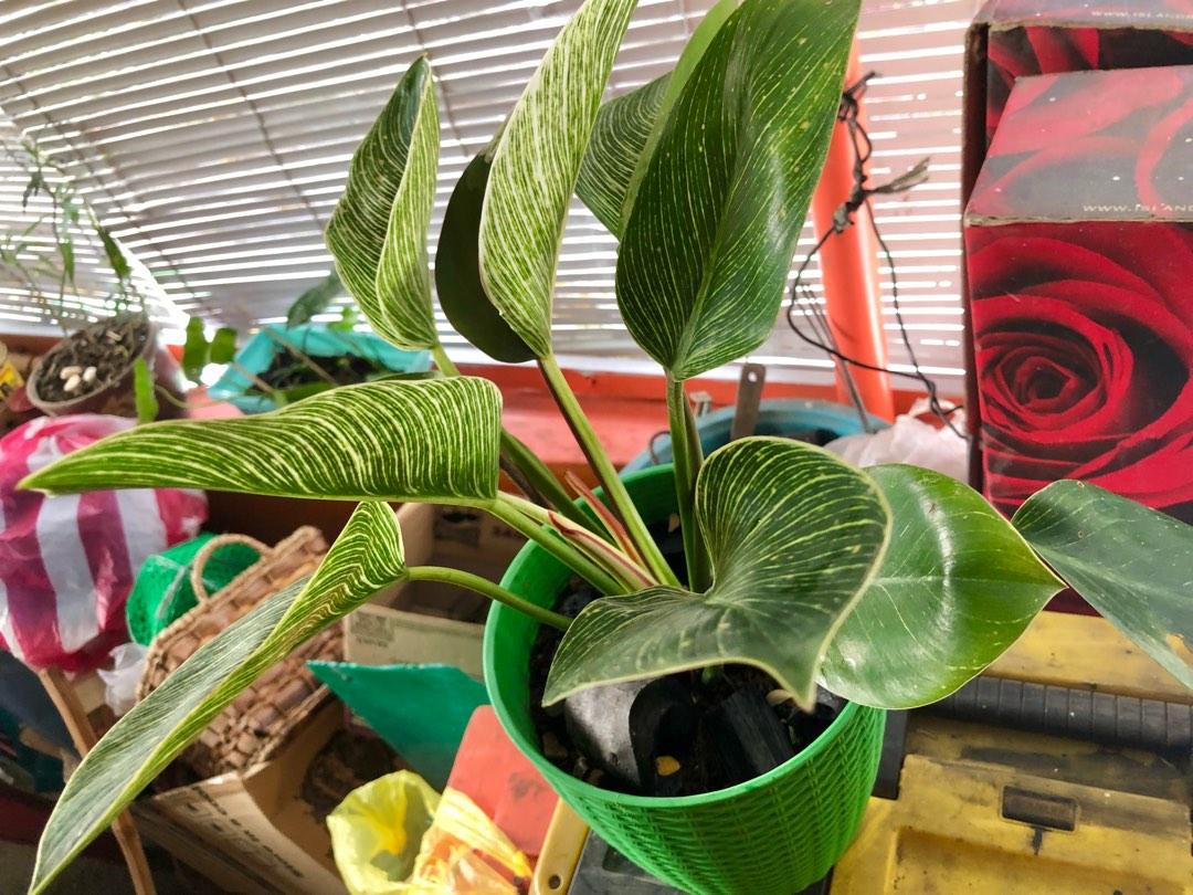Birkin Plant Philodendron Birkin, Furniture & Home Living, Gardening ...