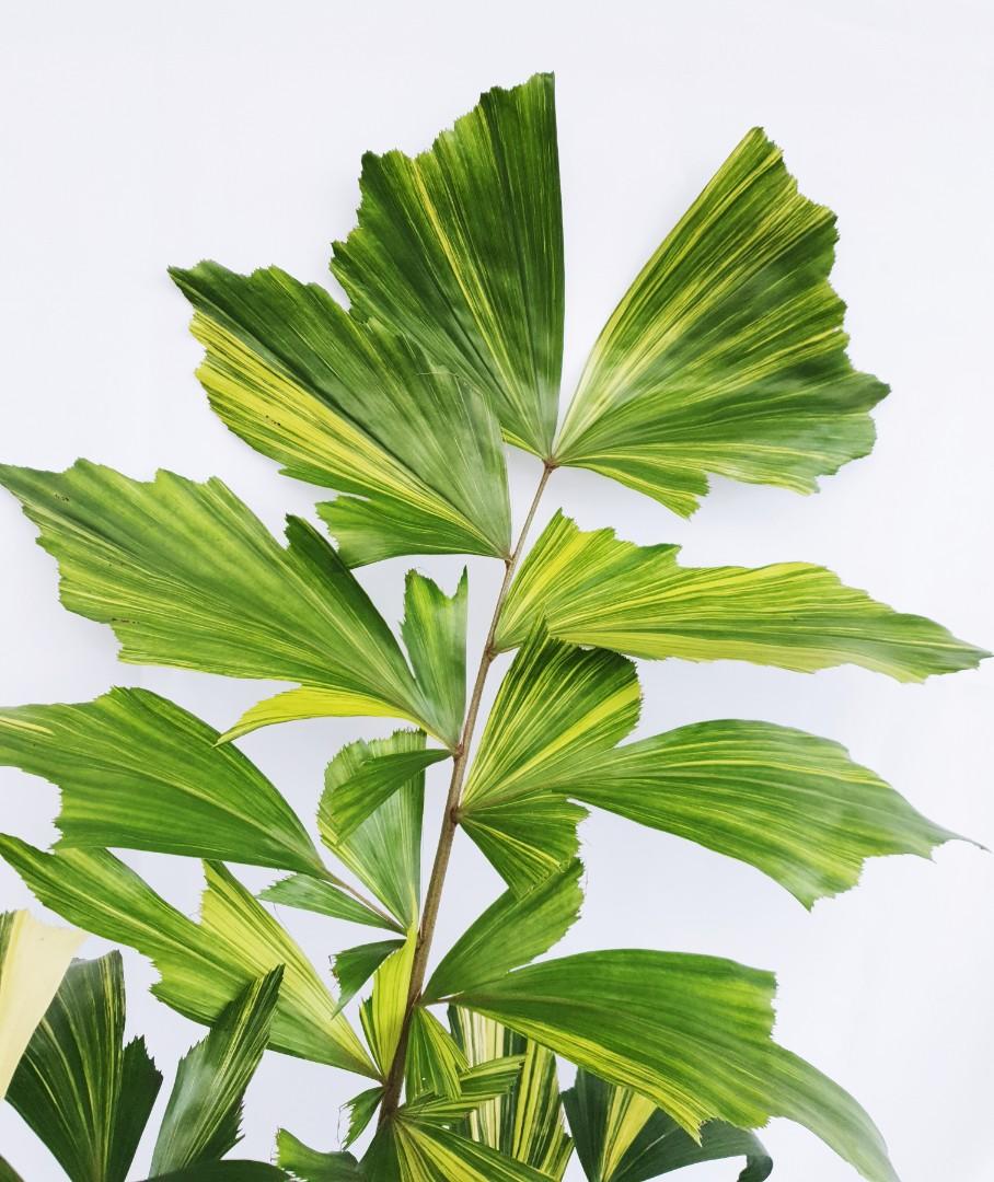 Caryota Mitis Variegata [Fishtail Palm], Furniture & Home Living ...