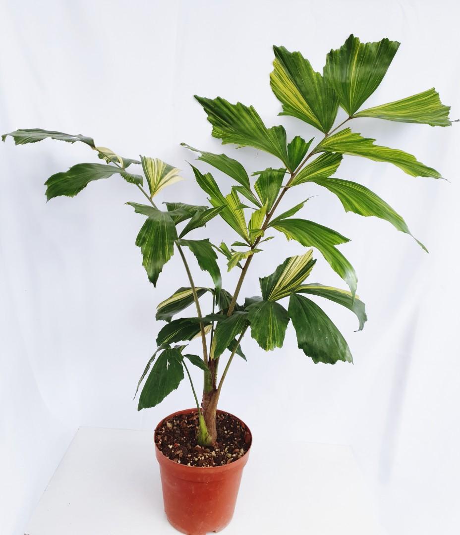 Caryota Mitis Variegata [Fishtail Palm], Furniture & Home Living ...