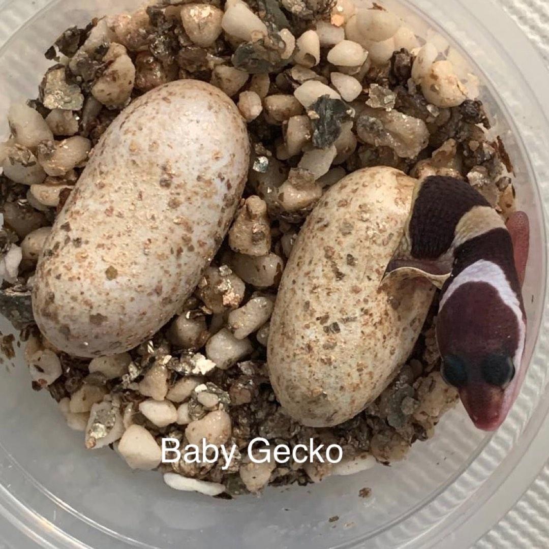 Ceramic gecko Cave Hide wet humid cave, Pet Supplies, Homes & Other Pet ...