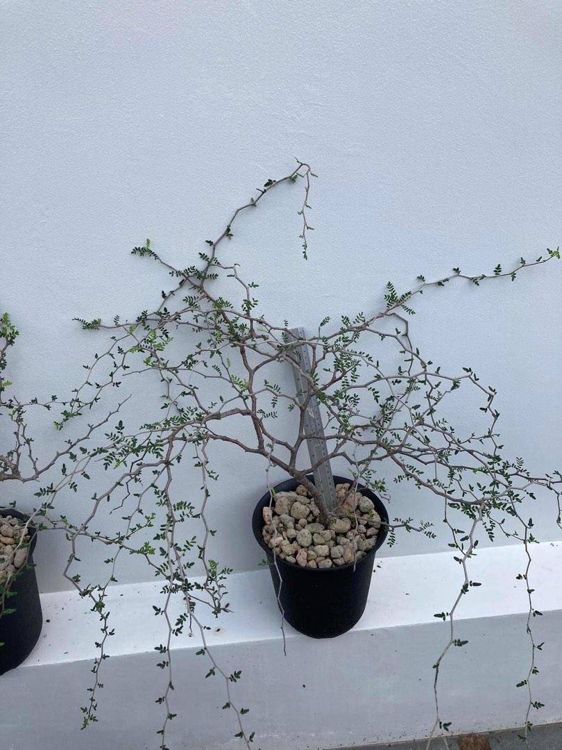 Commiphora monstruosa, Furniture & Home Living, Gardening, Plants & Seeds on Carousell