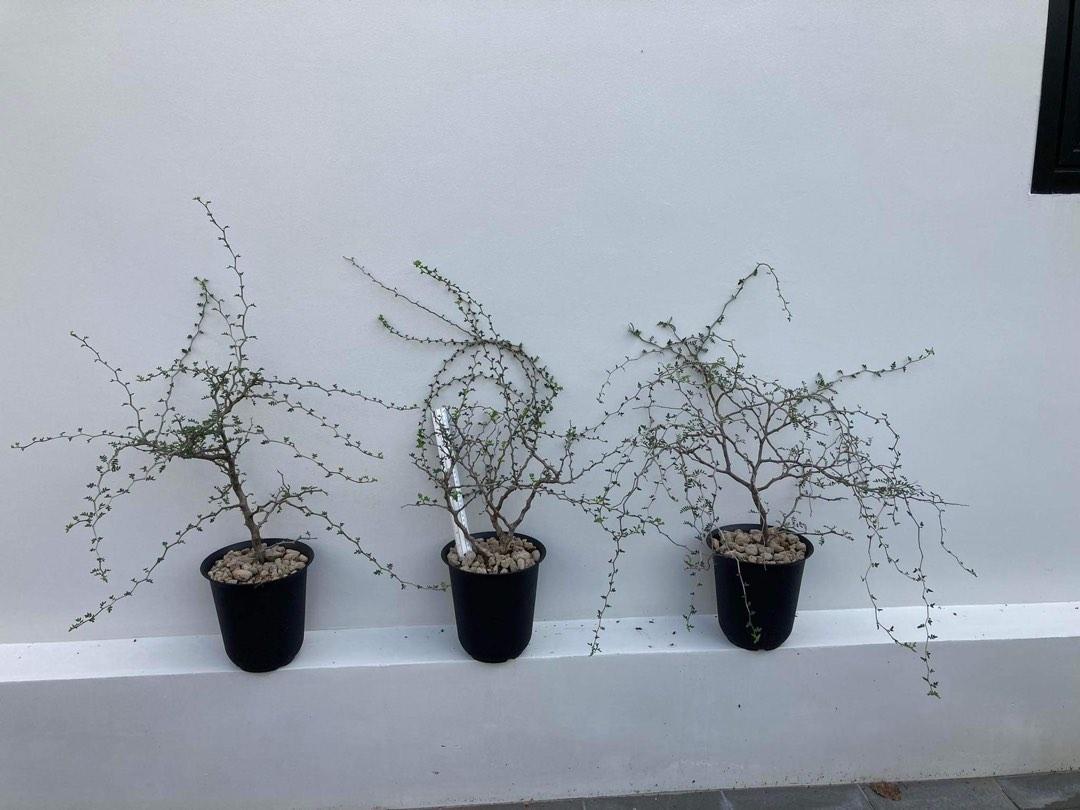 Commiphora monstruosa, Furniture & Home Living, Gardening, Plants ...