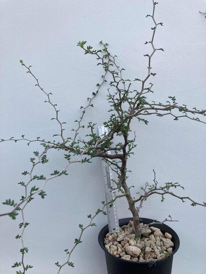Commiphora monstruosa, Furniture & Home Living, Gardening, Plants & Seeds on Carousell