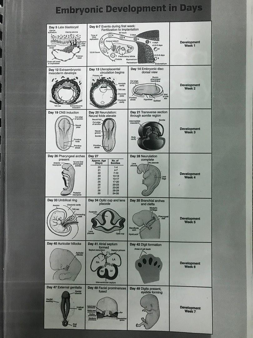 Embryology, Hobbies & Toys, Books & Magazines, Textbooks on Carousell