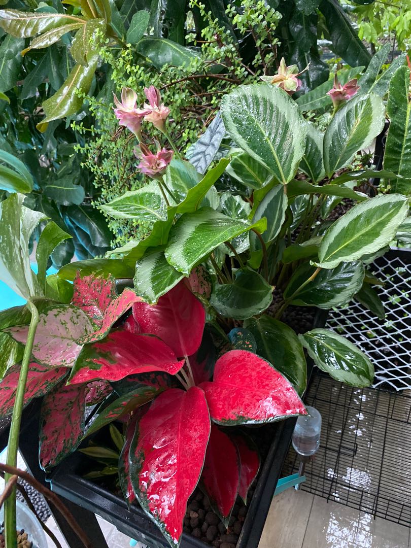 Mixed Plants with pot, Furniture & Home Living, Gardening, Plants ...