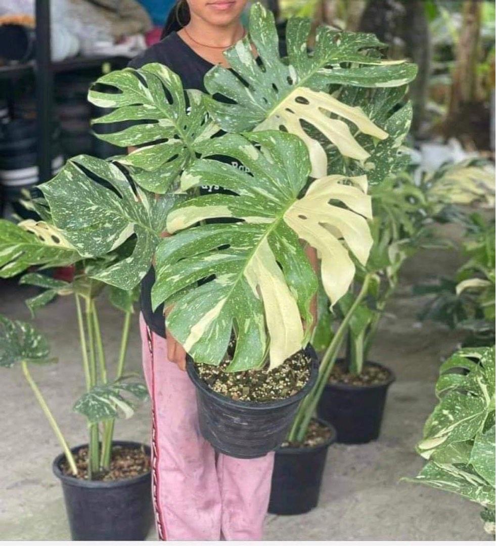 Monstera Thai Cons, Furniture & Home Living, Gardening, Plants & Seeds ...