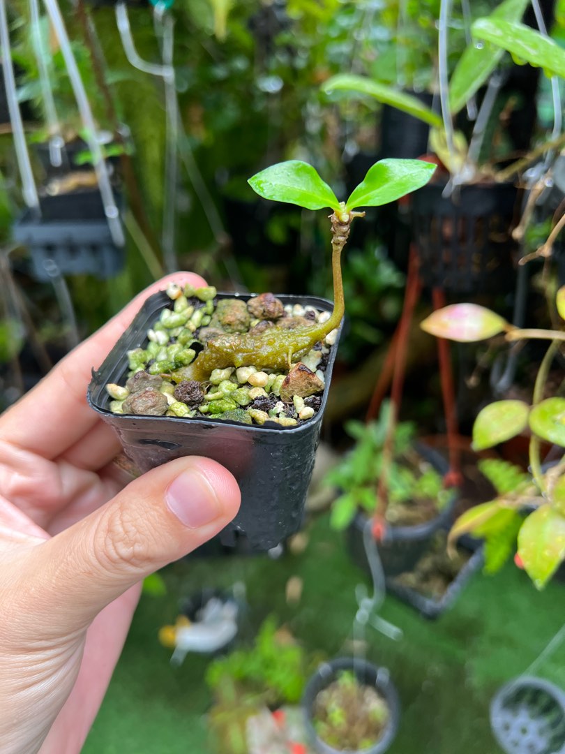 Myrmecodia Tuberosa “Papuana” | Ant Plant, Furniture & Home Living ...