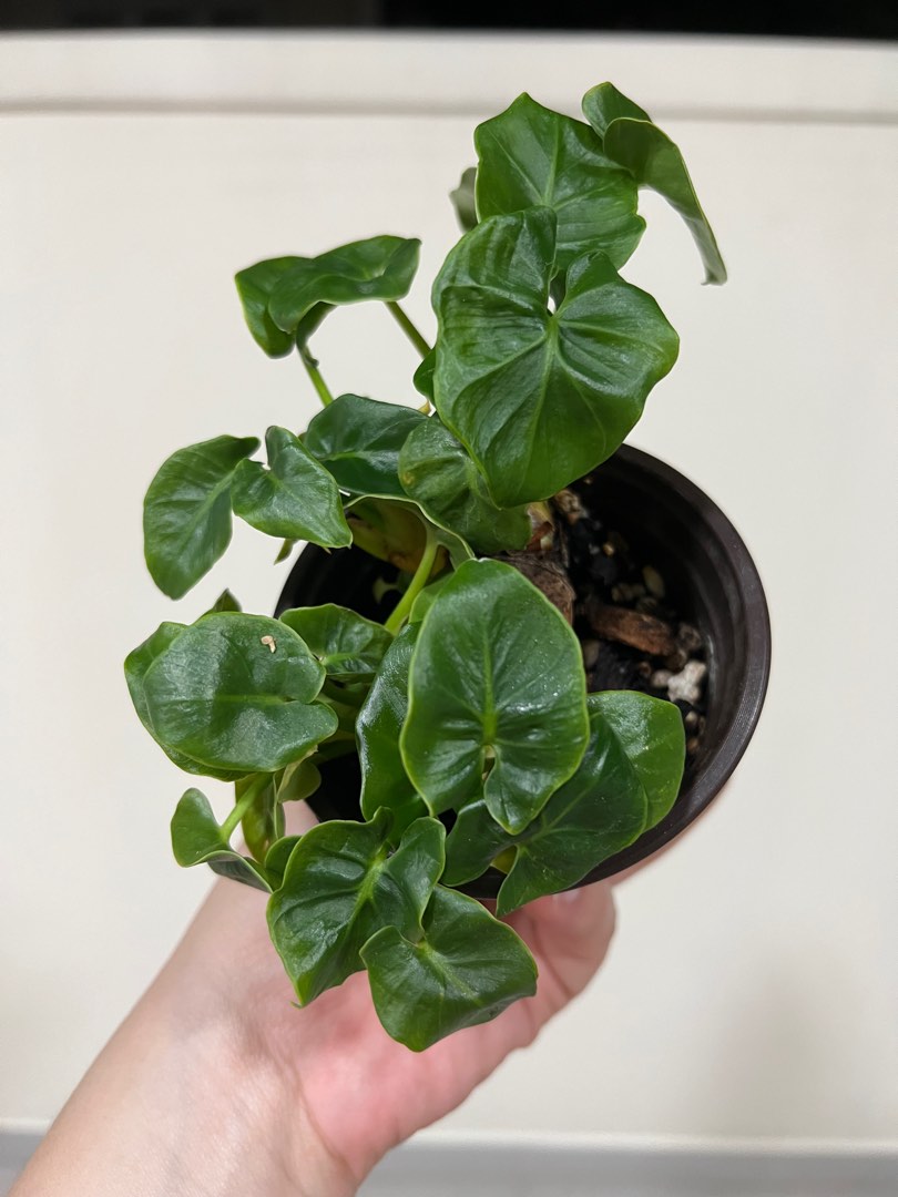 Philodendron superatom, Furniture & Home Living, Gardening, Plants ...