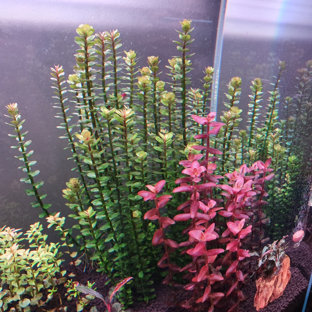 Rotala indica 'bonsai' - Aquatic Plant, Furniture & Home Living ...