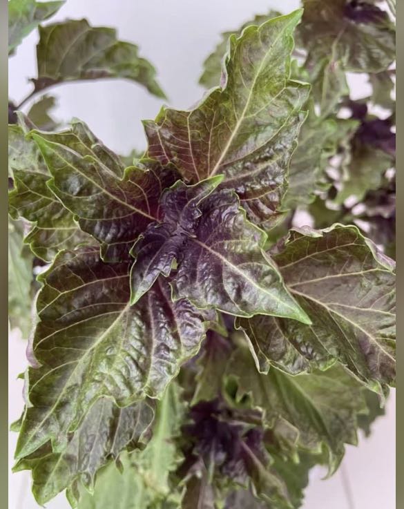 Seeds - Purple Ruffle Basil, Furniture & Home Living, Gardening, Plants ...