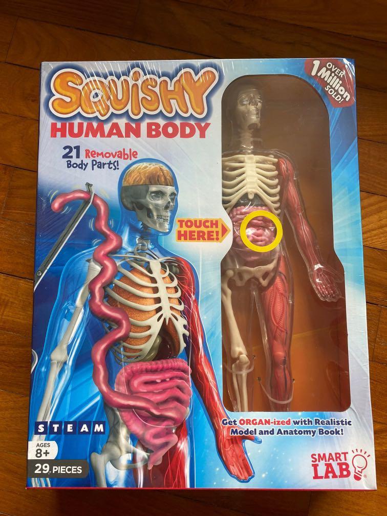 Squishy Human Body, Hobbies & Toys, Toys & Games on Carousell