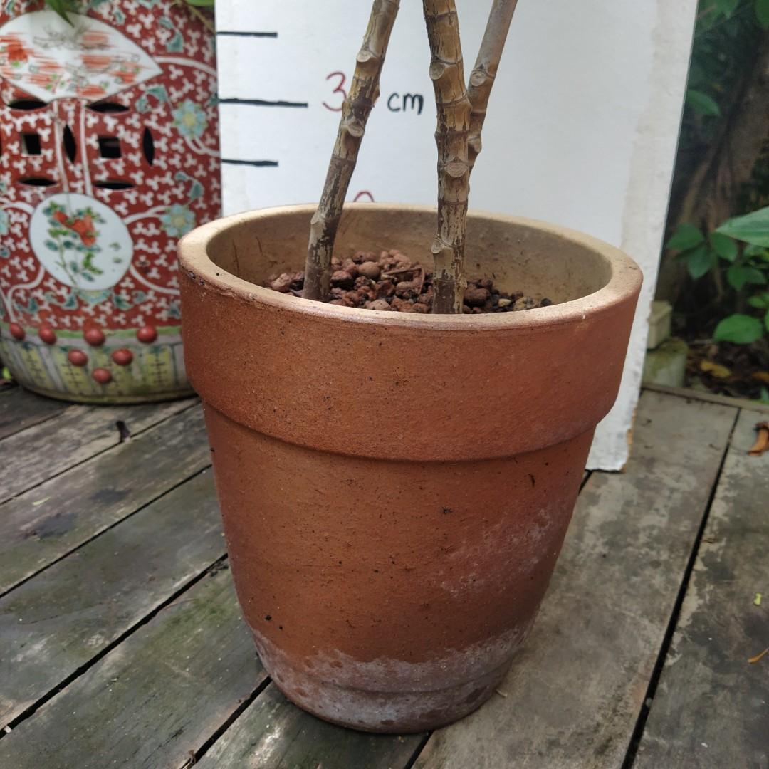 1m Tall Rubber Trees in clay pot, Furniture & Home Living, Gardening ...