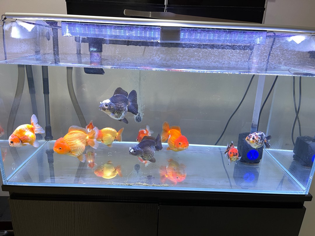 3ft fish tank 90 x 45 x 45, Pet Supplies, Homes & Other Pet Accessories ...