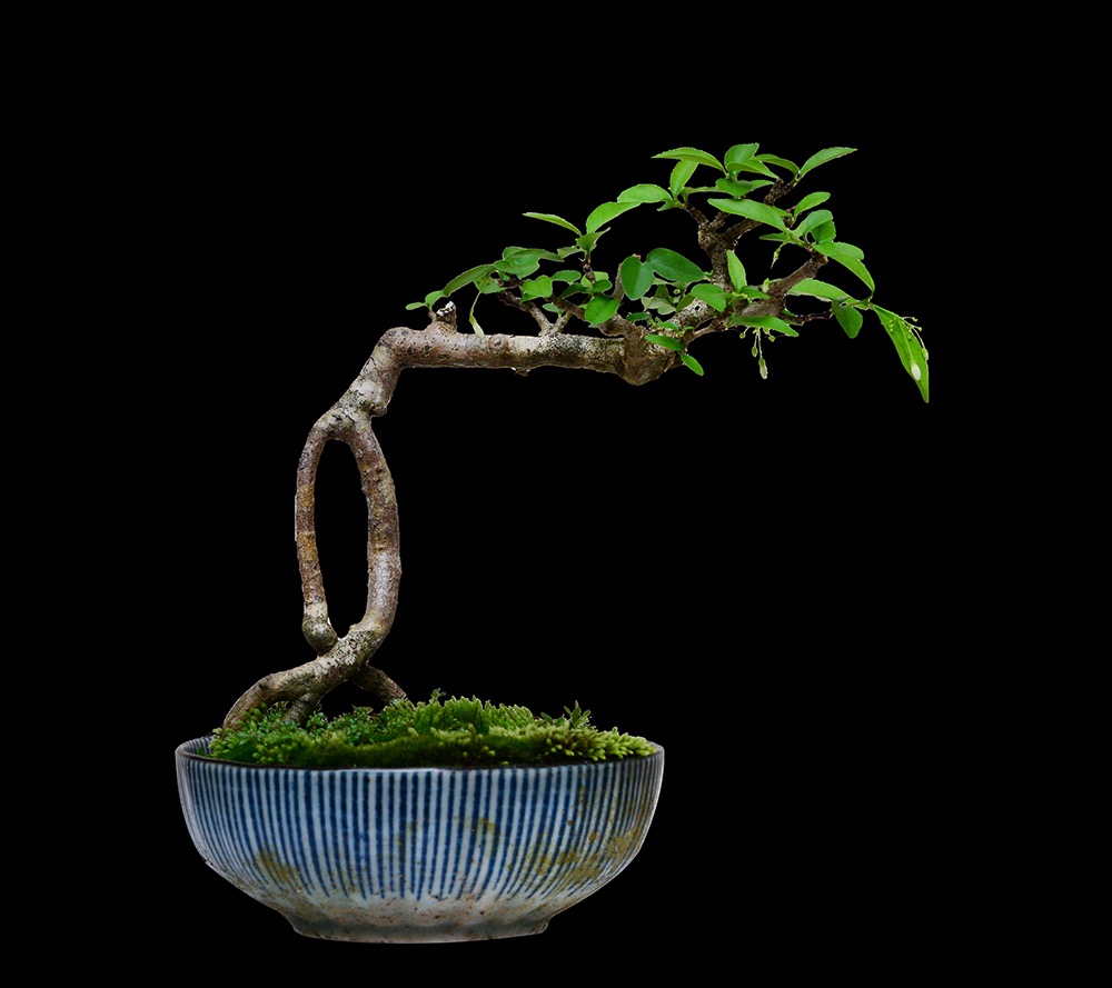 Bonsai 18cm Shui Mei Water Jasmine Wrightia Religiosa, Furniture & Home ...