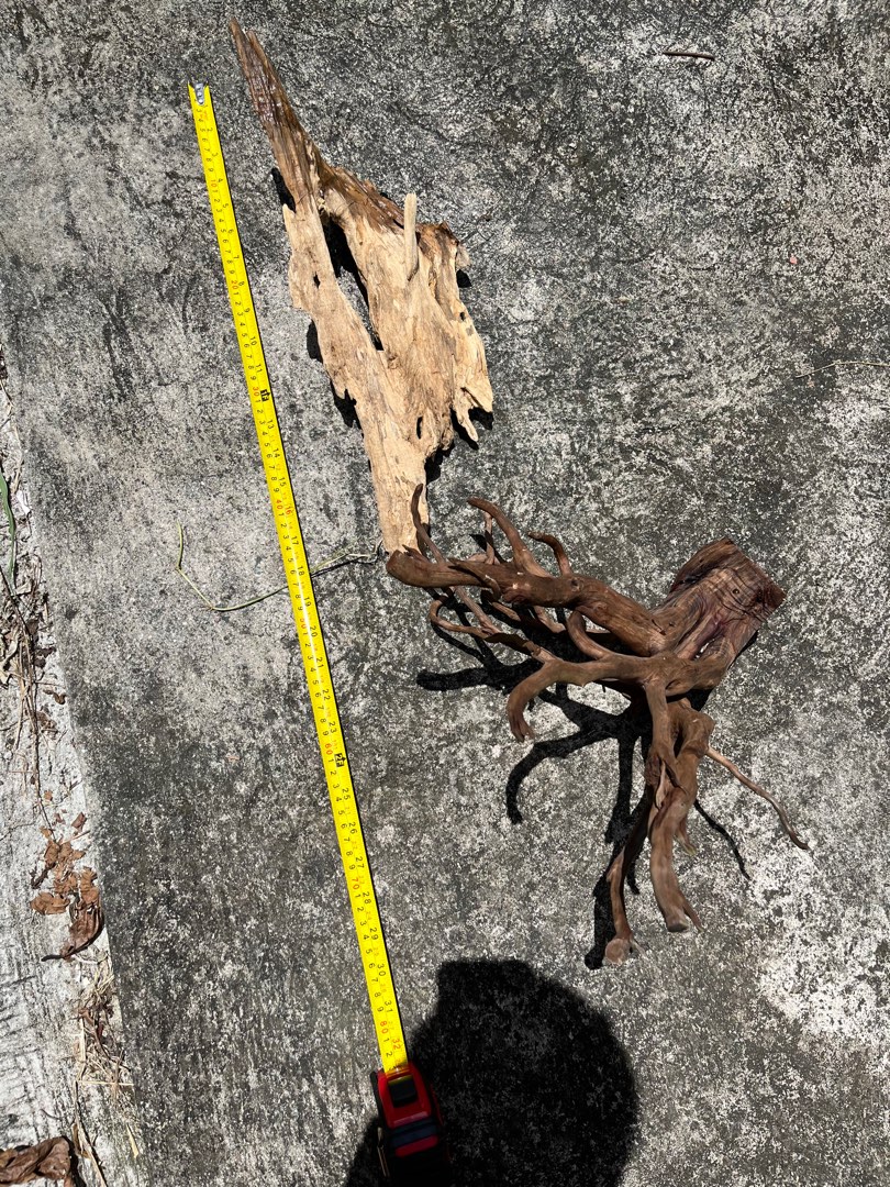 Driftwood and Tweety wood, Pet Supplies, Homes & Other Pet Accessories ...