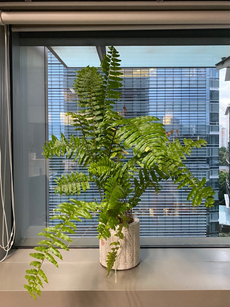 Fern office plant, Furniture & Home Living, Gardening, Plants & Seeds ...