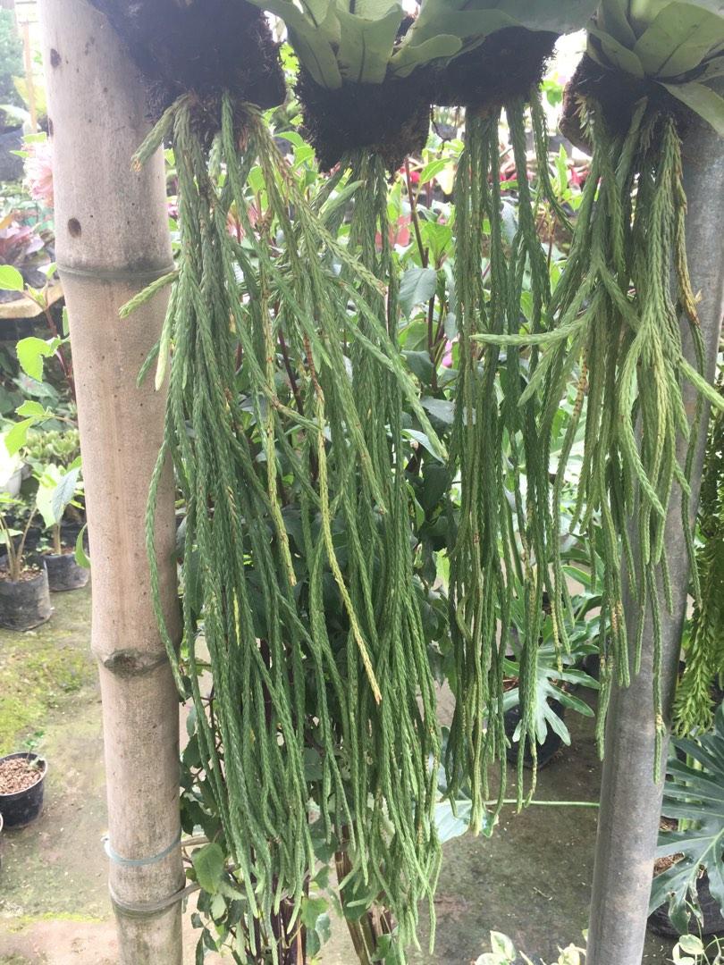 fern-tagulaylay galing sa bundok ng bicol, Furniture & Home Living ...