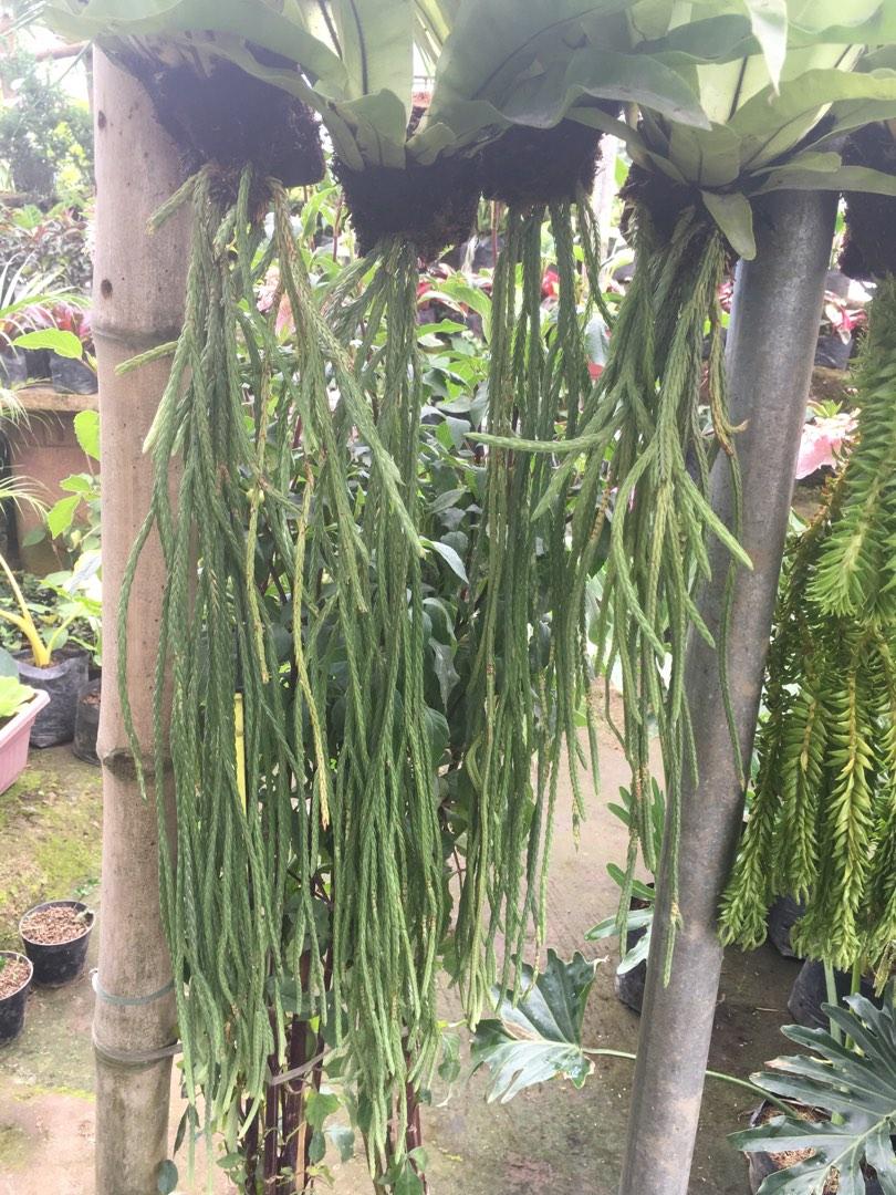 fern-tagulaylay galing sa bundok ng bicol, Furniture & Home Living ...