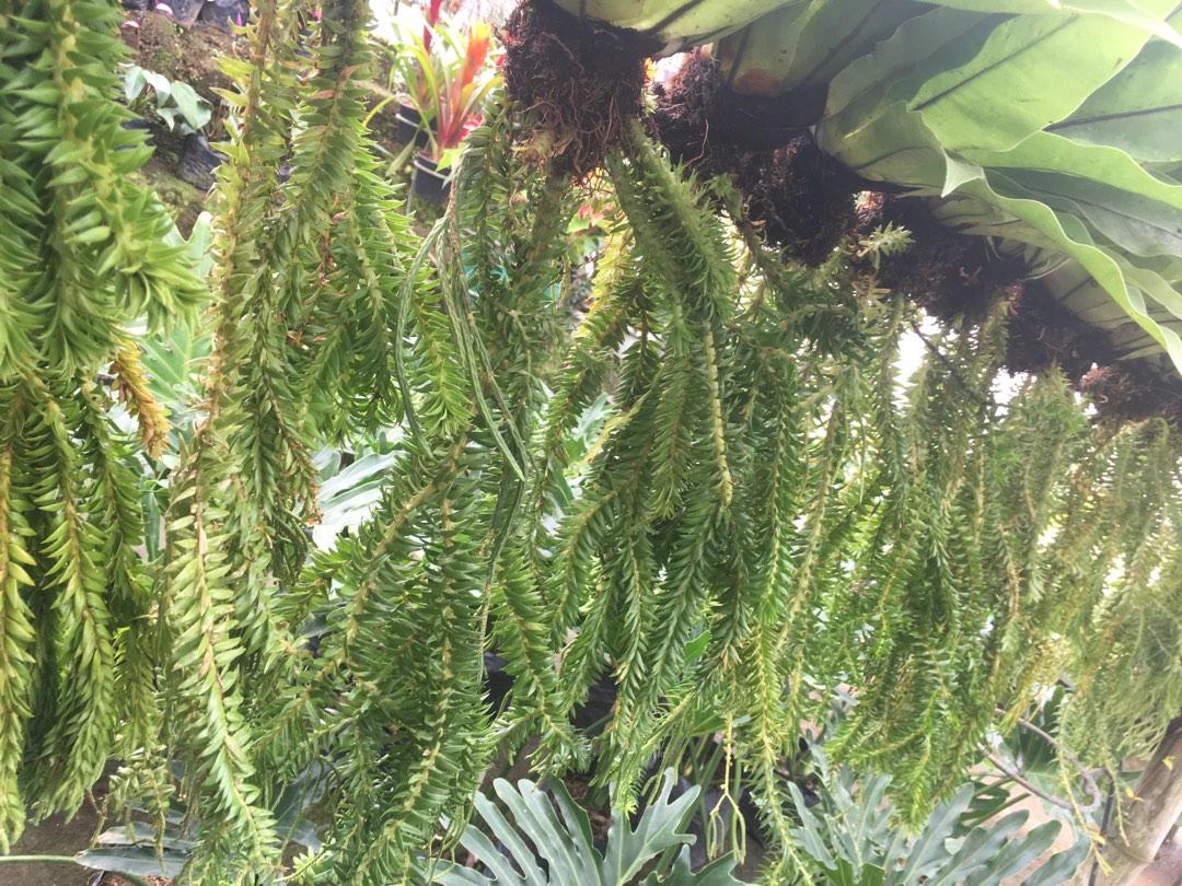 fern-tagulaylay galing sa bundok ng bicol, Furniture & Home Living ...