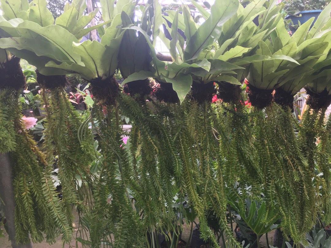 fern-tagulaylay galing sa bundok ng bicol, Furniture & Home Living ...