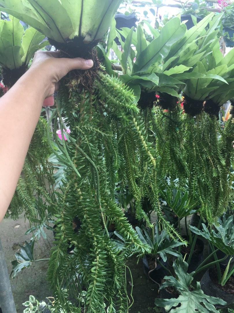 fern-tagulaylay galing sa bundok ng bicol, Furniture & Home Living ...