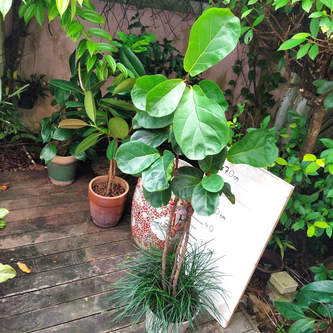 Ficus Lyrata & Mondo Grass in ceramic pot, Furniture & Home Living ...