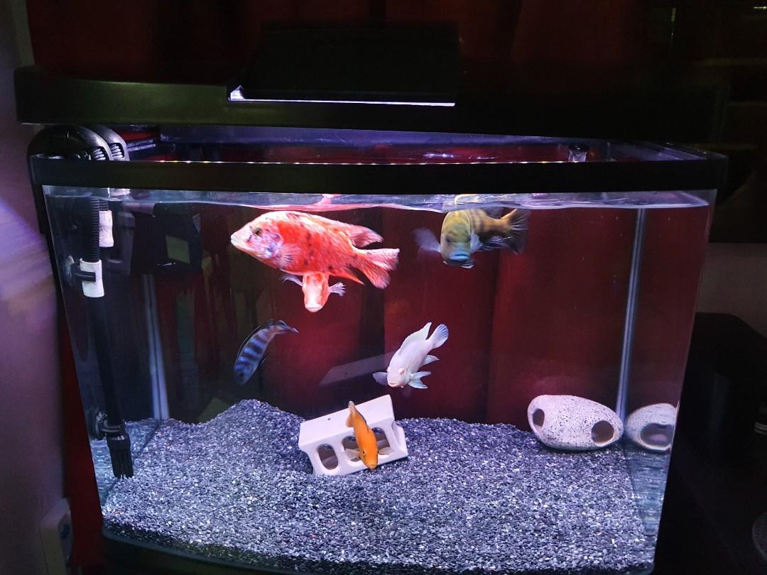 Fisk Tank with cabinet (1), Pet Supplies, Homes & Other Pet Accessories ...