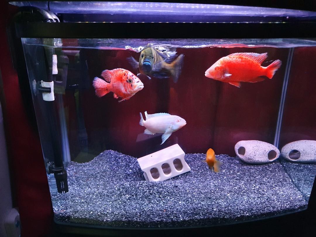 Fisk Tank with cabinet (1), Pet Supplies, Homes & Other Pet Accessories ...