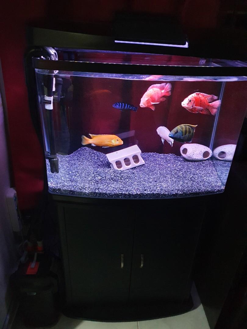 Fisk Tank with cabinet (1), Pet Supplies, Homes & Other Pet Accessories ...