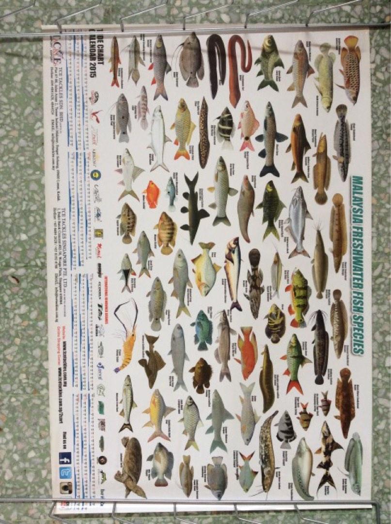 Malaysia Fish species poster, Hobbies & Toys, Stationery & Craft, Other ...