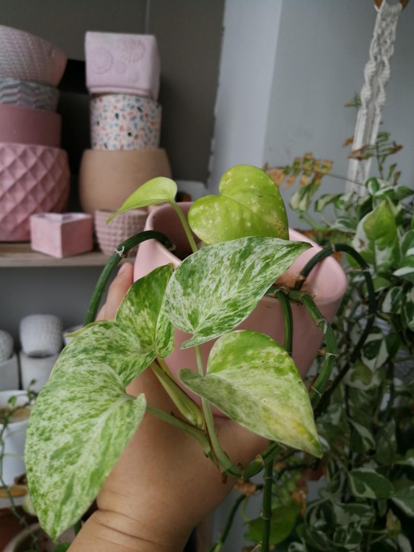 Marble queen pothos in pink pot, Furniture & Home Living, Gardening ...