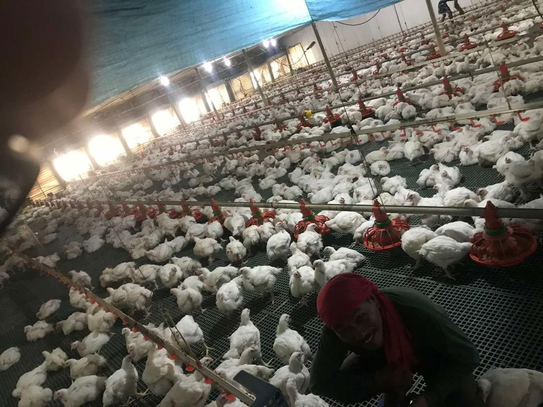 Poultry Farm in Pangasinan for sale. (Income generating), Property, For Sale, Commercial on ...