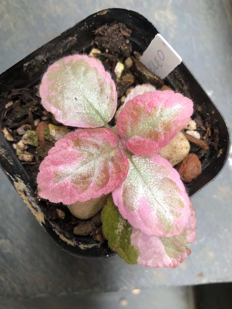 Rare pink episcia Cleopatra, Furniture & Home Living, Gardening, Plants ...