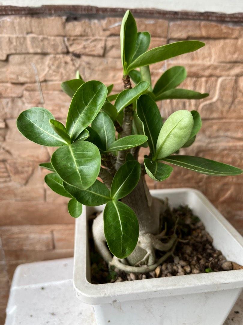 RCN x Arabricum adenium(15cm pot), Furniture & Home Living, Gardening ...