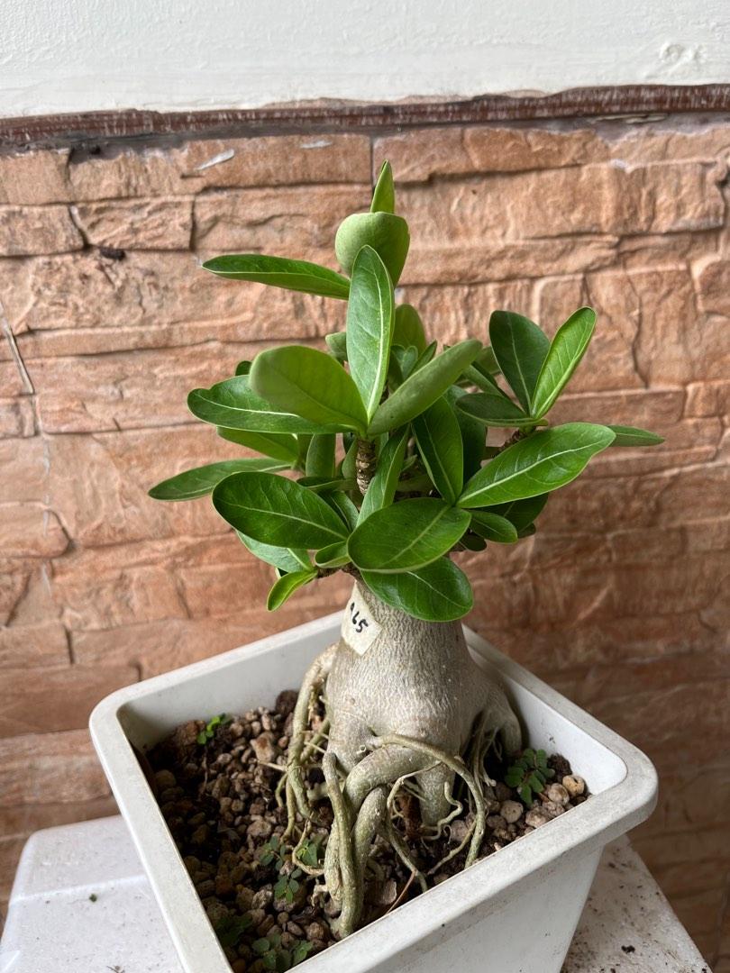 RCN x Arabricum adenium(15cm pot), Furniture & Home Living, Gardening ...
