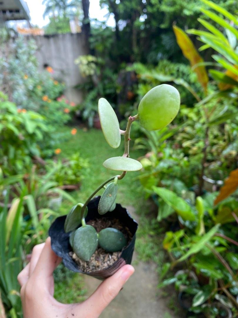 Silver dollar vine (xerosicyos danguyi) in pot, Furniture & Home Living ...
